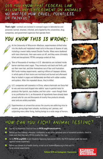 Animal Testing Leaflet | PETA Literature