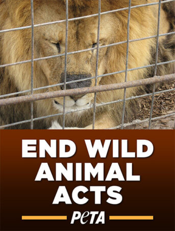 End Wild Animal Acts Demo Poster | PETA Literature