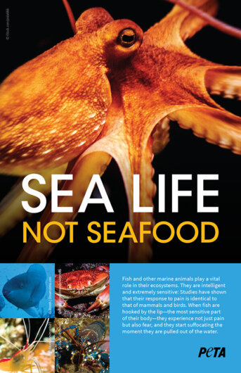 Sea Life Not Seafood Leaflet | PETA Literature