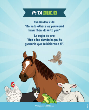 PETA Kids Bilingual Activity Booklet | PETA Literature