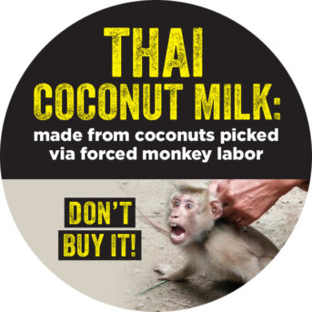 Thai Coconut Milk Sticker | PETA Literature